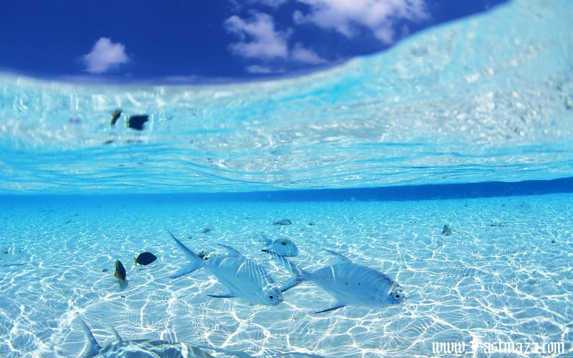 Underwater Ocean HD Wallpapers - Top Free Underwater Ocean HD ... Underwater Ocean HD Wallpapers - Top Free Underwater Ocean HD ...