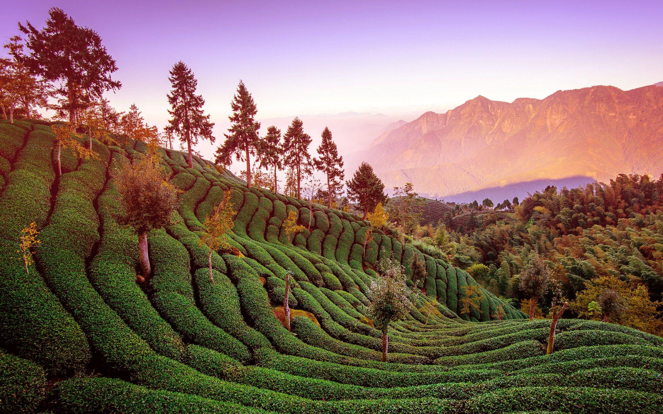 Tea Plantations Wallpapers - Top Free Tea Plantations Backgrounds ...