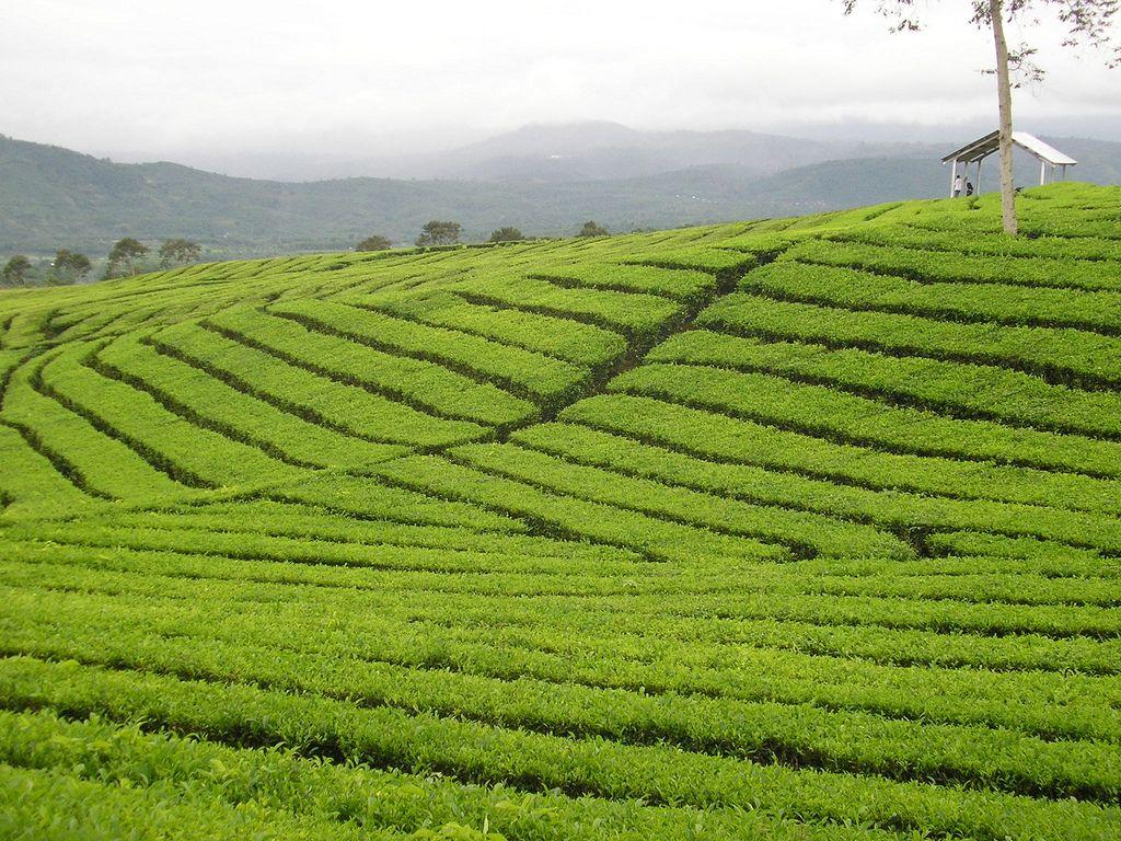 Tea Plantations Wallpapers - Top Free Tea Plantations Backgrounds ...