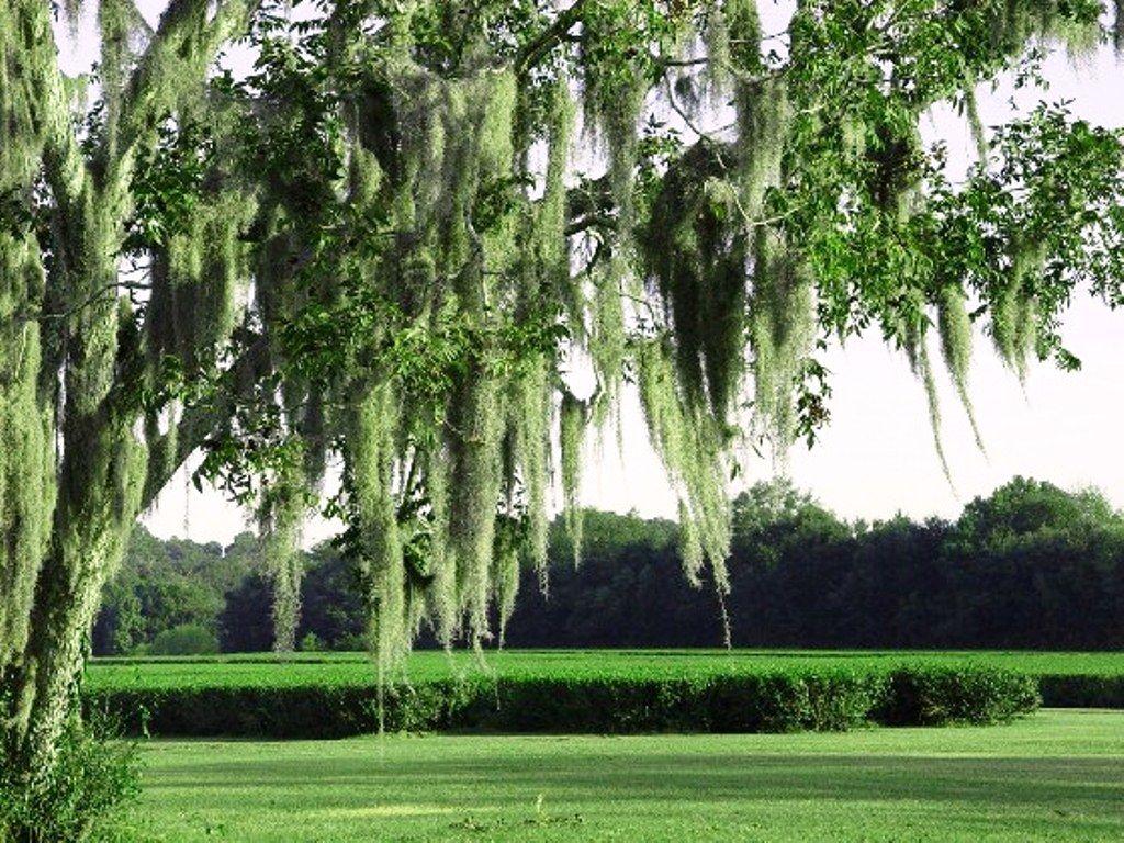 Plantation Wallpapers - Top Free Plantation Backgrounds - WallpaperAccess