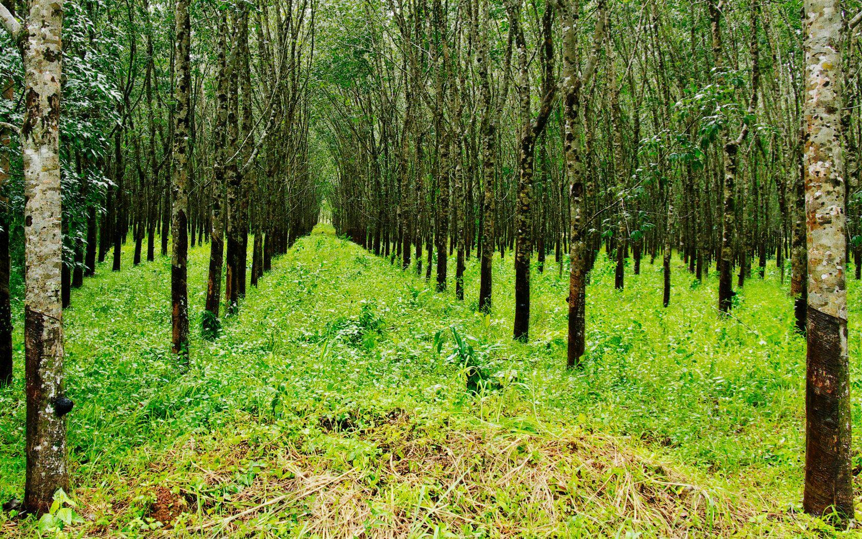 Plantation Wallpapers - Top Free Plantation Backgrounds - WallpaperAccess