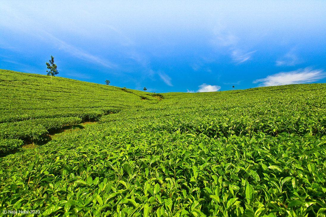 Plantation Wallpapers - Top Free Plantation Backgrounds - WallpaperAccess