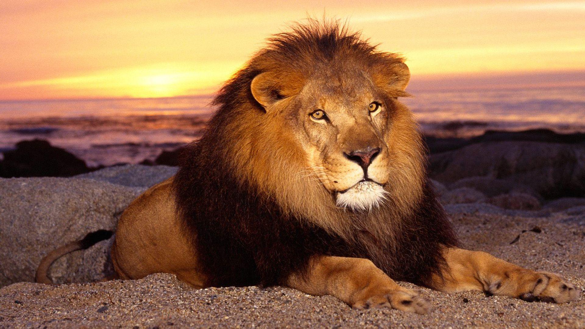 Dangerous Animal Wallpapers - Top Free Dangerous Animal Backgrounds ...