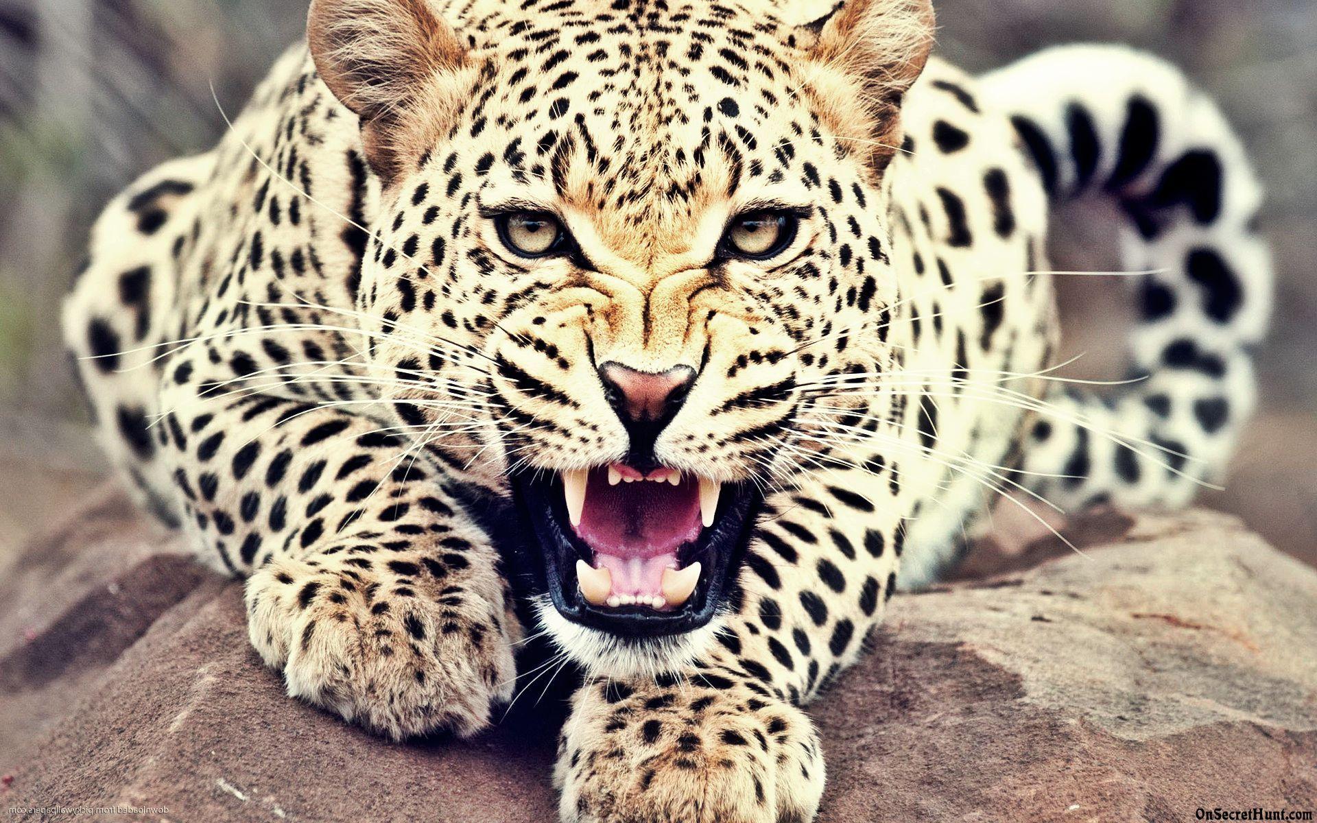 Beautiful Leopard Wallpapers - Top Free Beautiful Leopard Backgrounds ...