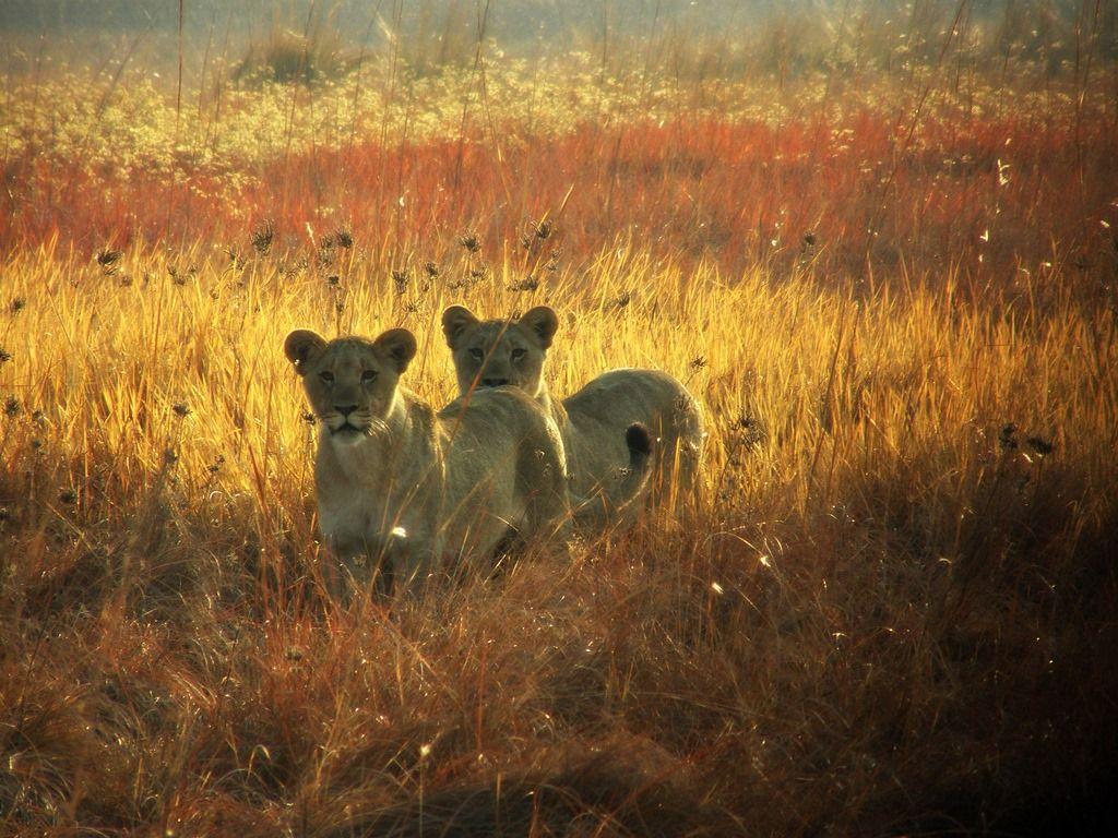 Apple Lion Wallpapers - Top Free Apple Lion Backgrounds - WallpaperAccess