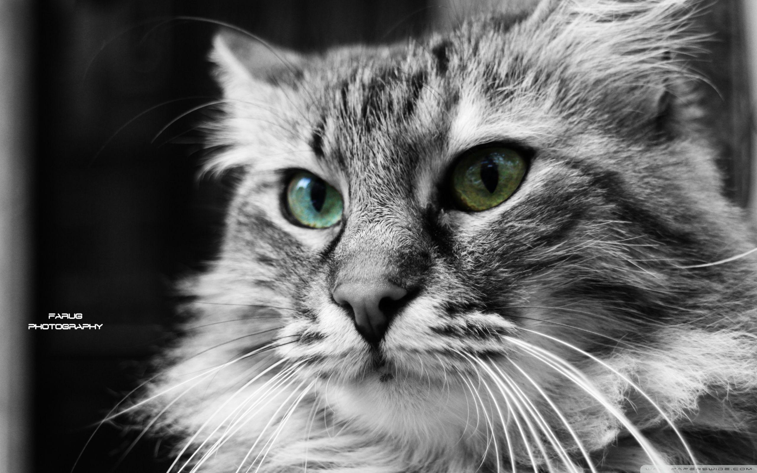 Angry Cat Laptop Wallpapers - Top Free Angry Cat Laptop Backgrounds - WallpaperAccess