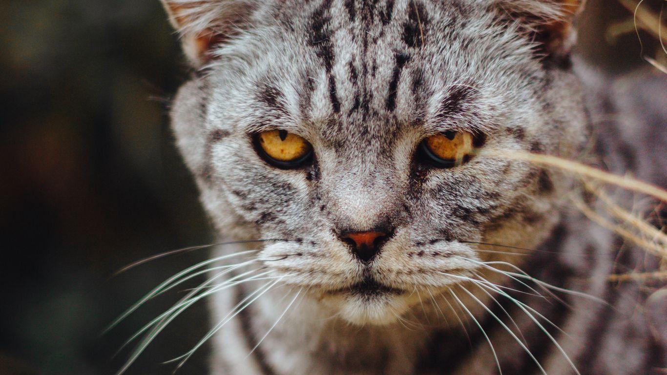 Angry Cat Laptop Wallpapers - Top Free Angry Cat Laptop Backgrounds ...