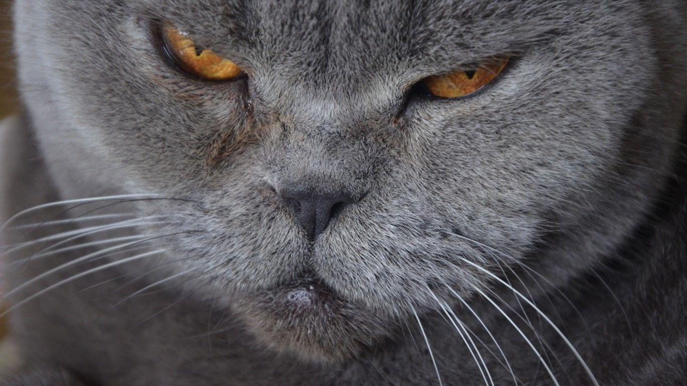 Angry Cat Laptop Wallpapers - Top Free Angry Cat Laptop Backgrounds ...