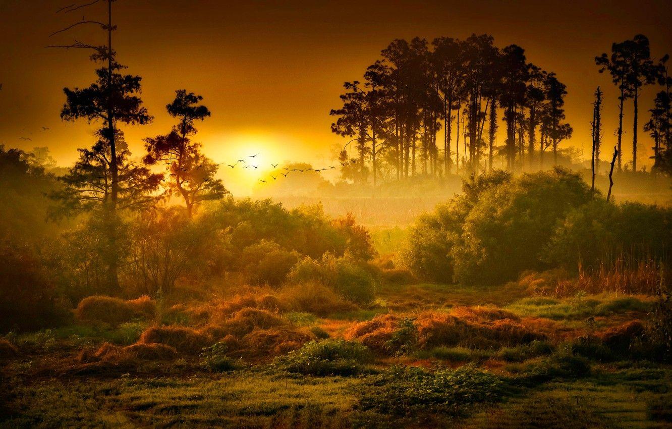 Sunrise Trees Wallpapers - Top Free Sunrise Trees Backgrounds ...