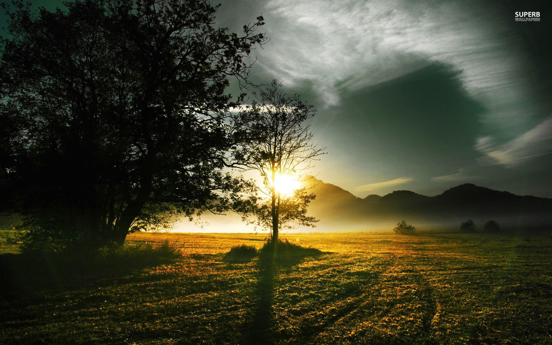 Sunrise Trees Wallpapers - Top Free Sunrise Trees Backgrounds ...