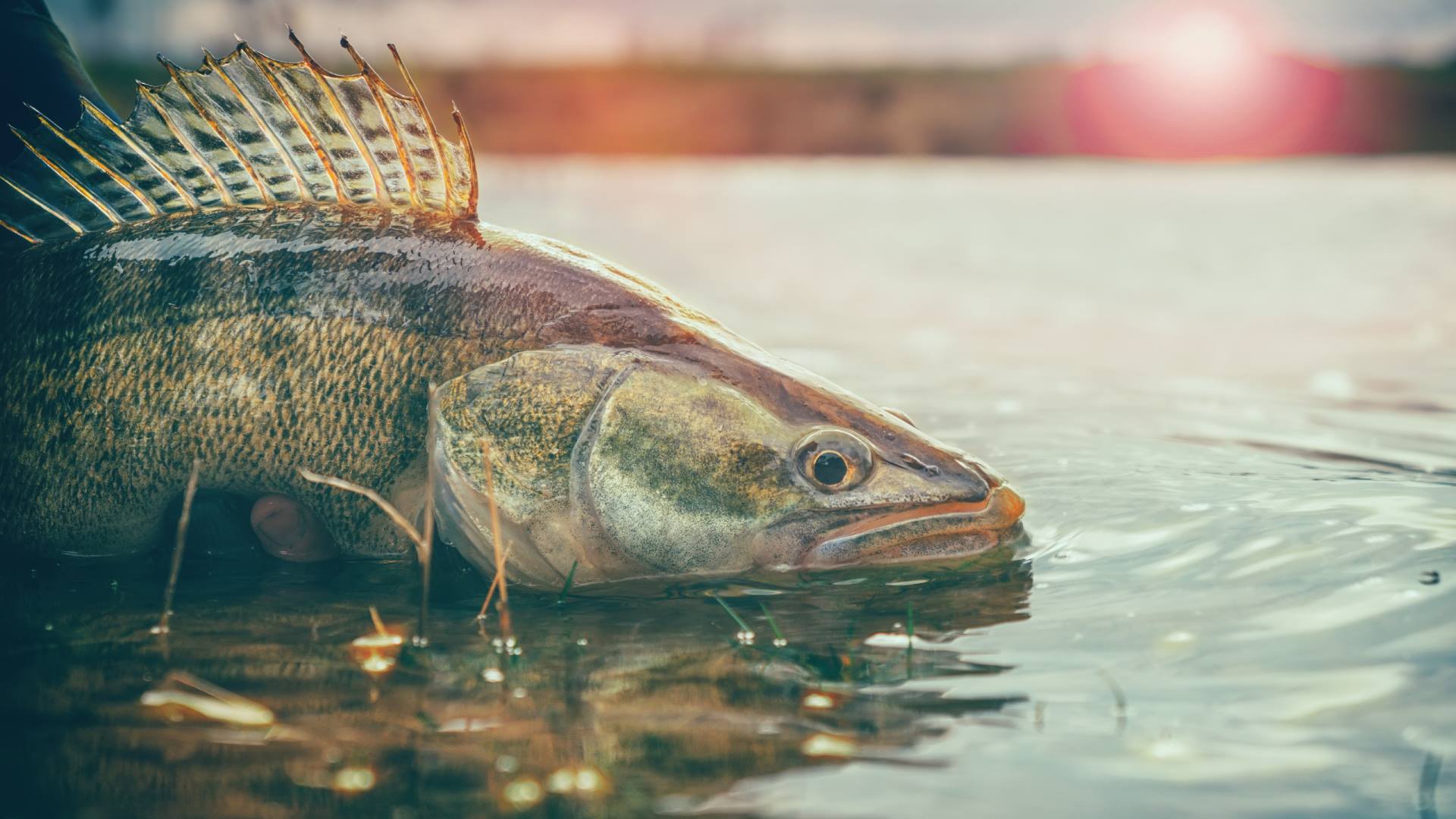 Walleye Wallpapers - Top Free Walleye Backgrounds - WallpaperAccess