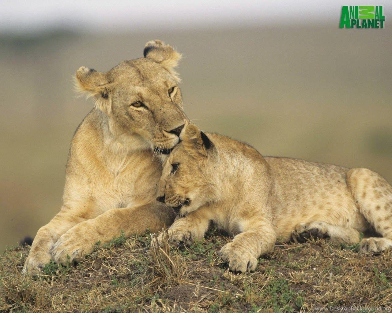 Animal Planet Wallpapers - Top Free Animal Planet Backgrounds ...