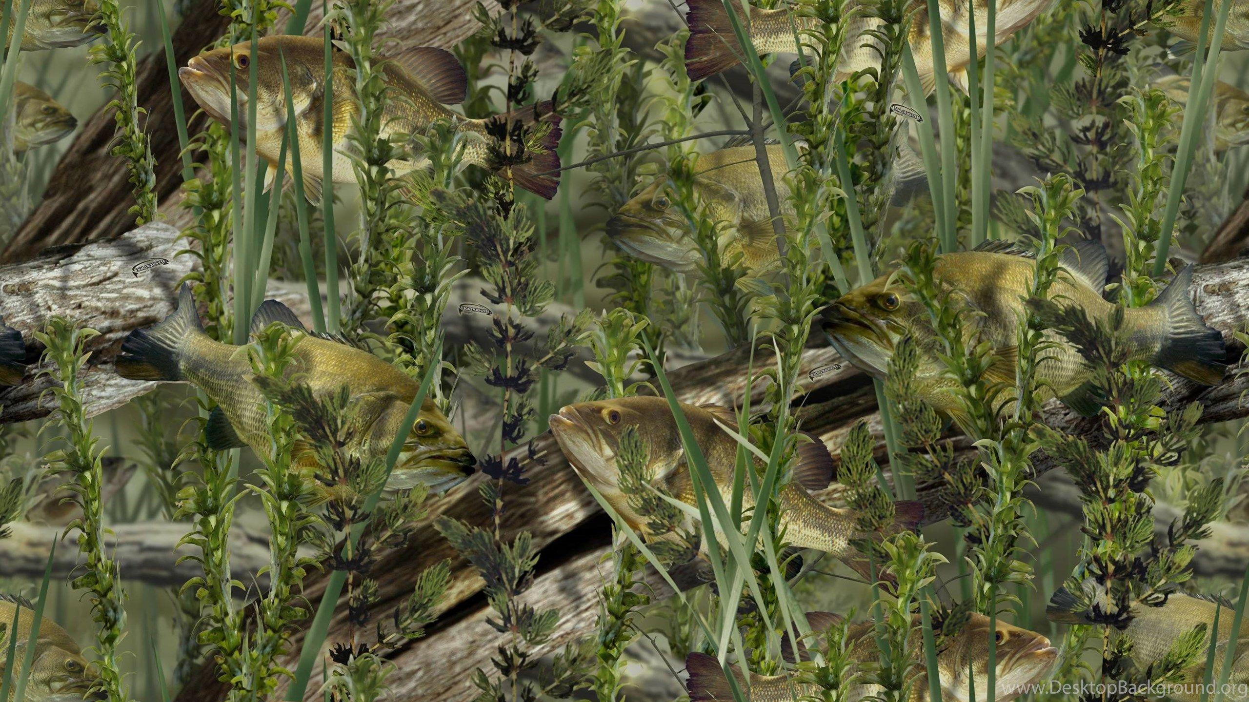 Walleye Wallpapers - Top Free Walleye Backgrounds - WallpaperAccess