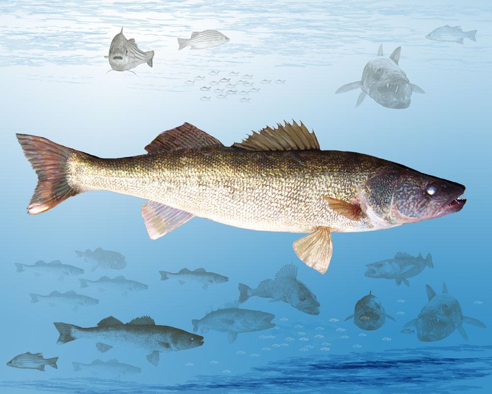 Walleye Wallpapers - Top Free Walleye Backgrounds - WallpaperAccess
