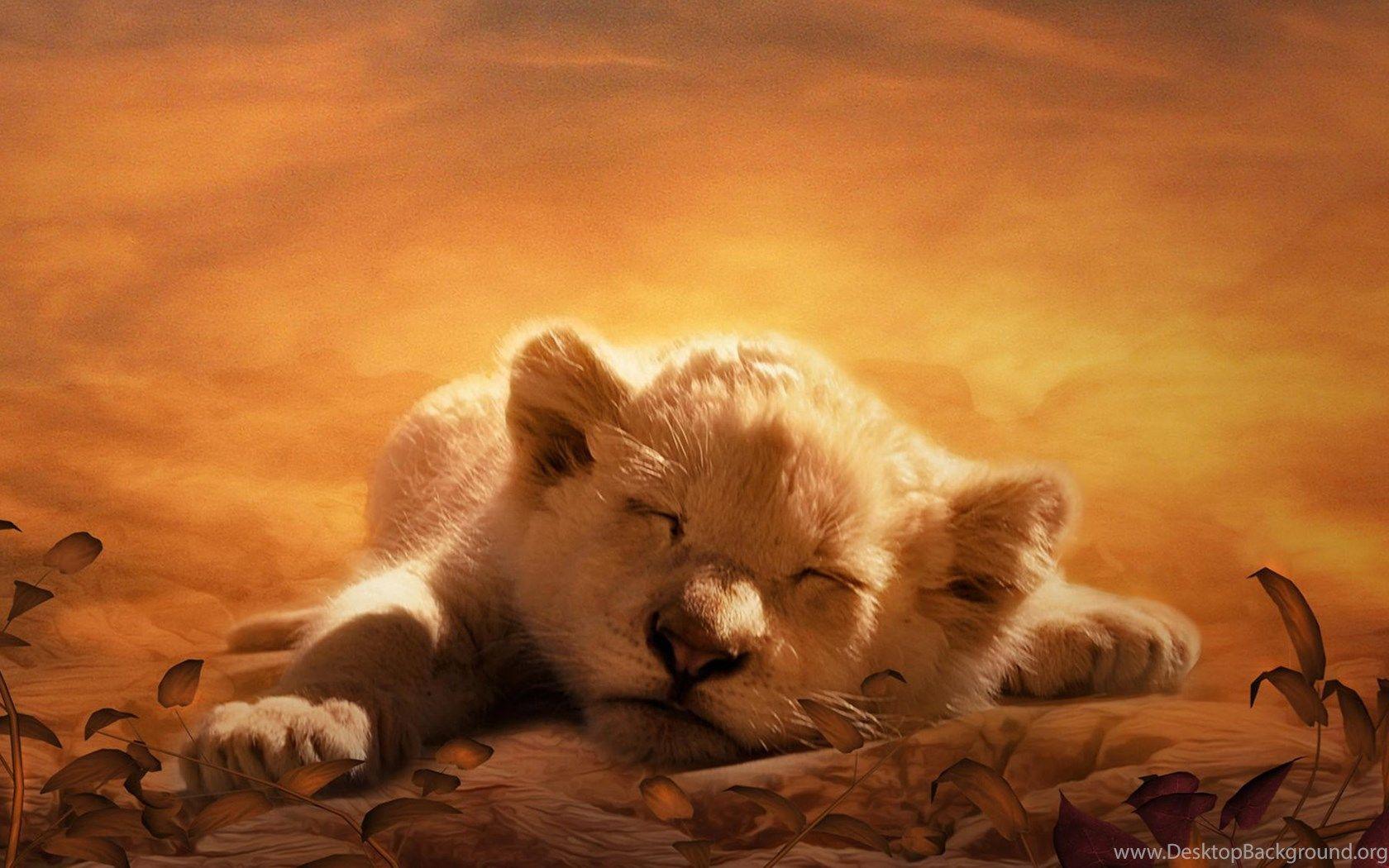 Animal Planet Wallpapers - Top Free Animal Planet Backgrounds ...