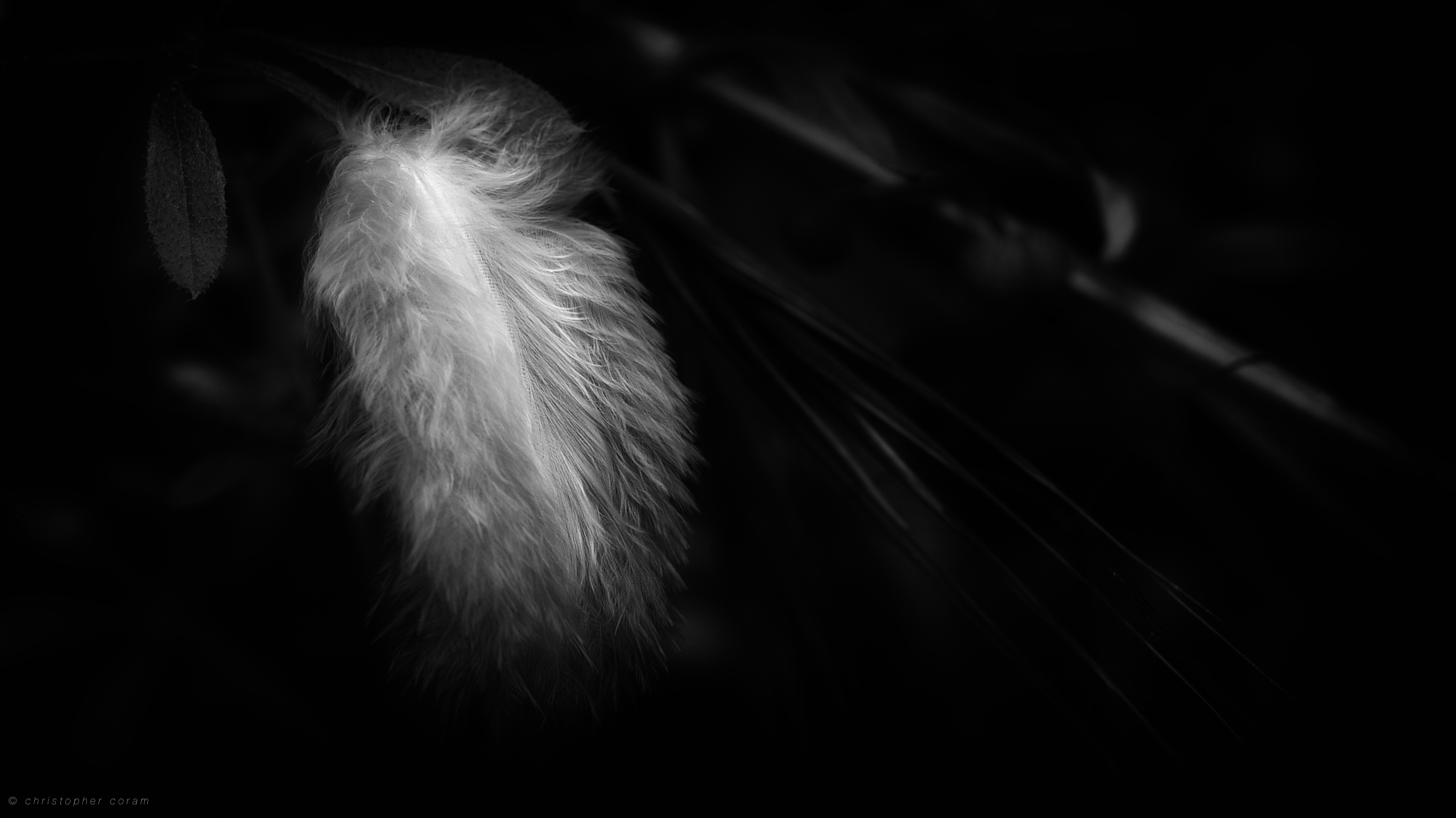 Black Feather Wallpapers - Top Free Black Feather Backgrounds ...