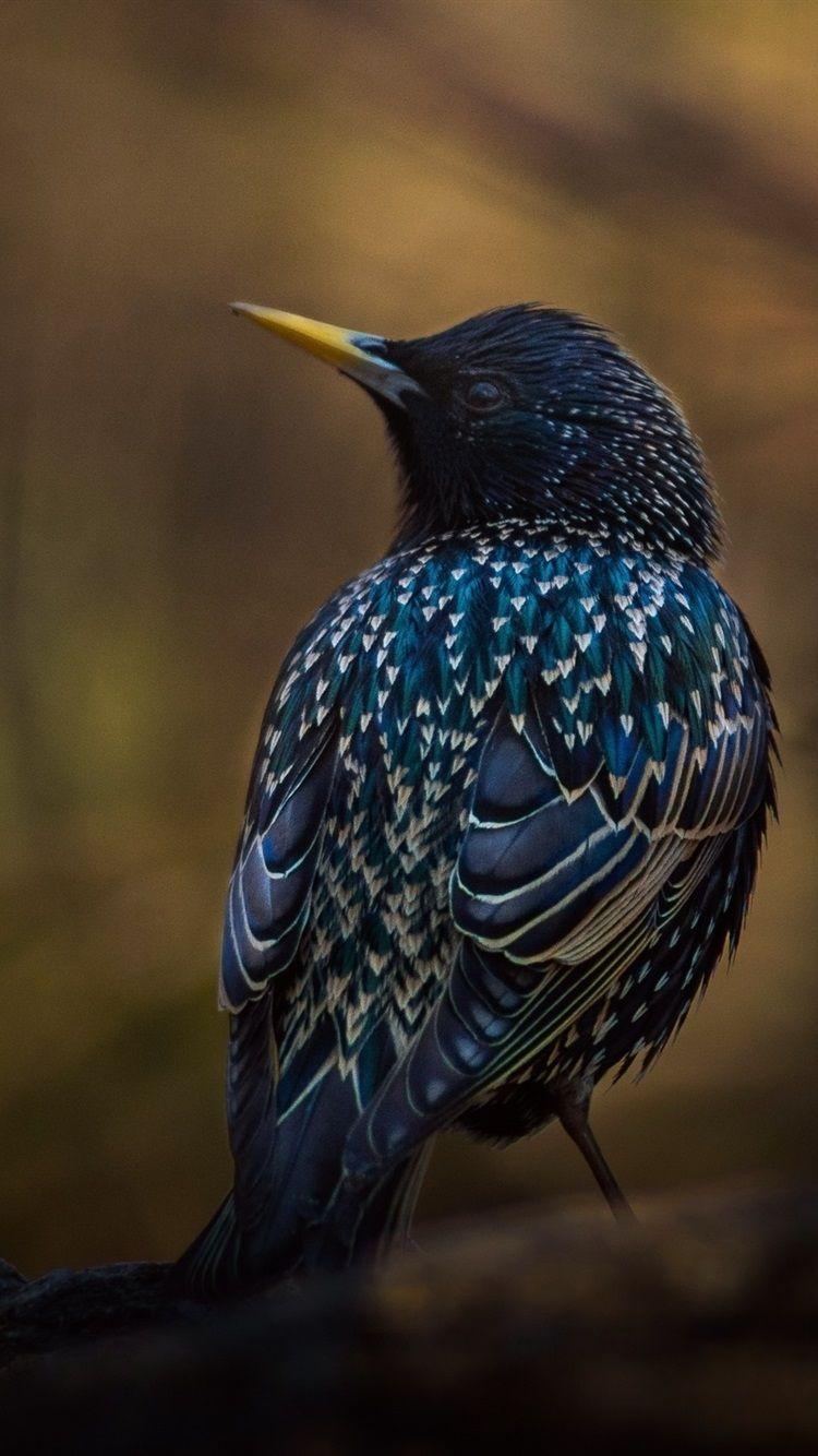 Black Feather Wallpapers - Top Free Black Feather Backgrounds ...