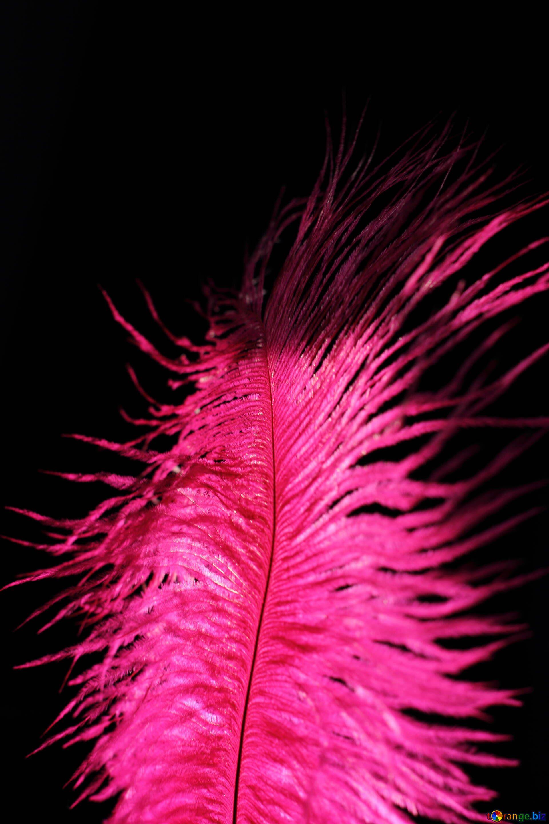 Pink Feather Wallpapers - Top Free Pink Feather Backgrounds ...