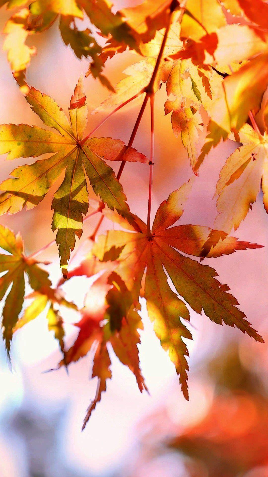 Fall Leaves iPhone Wallpapers - Top Free Fall Leaves iPhone Backgrounds ...