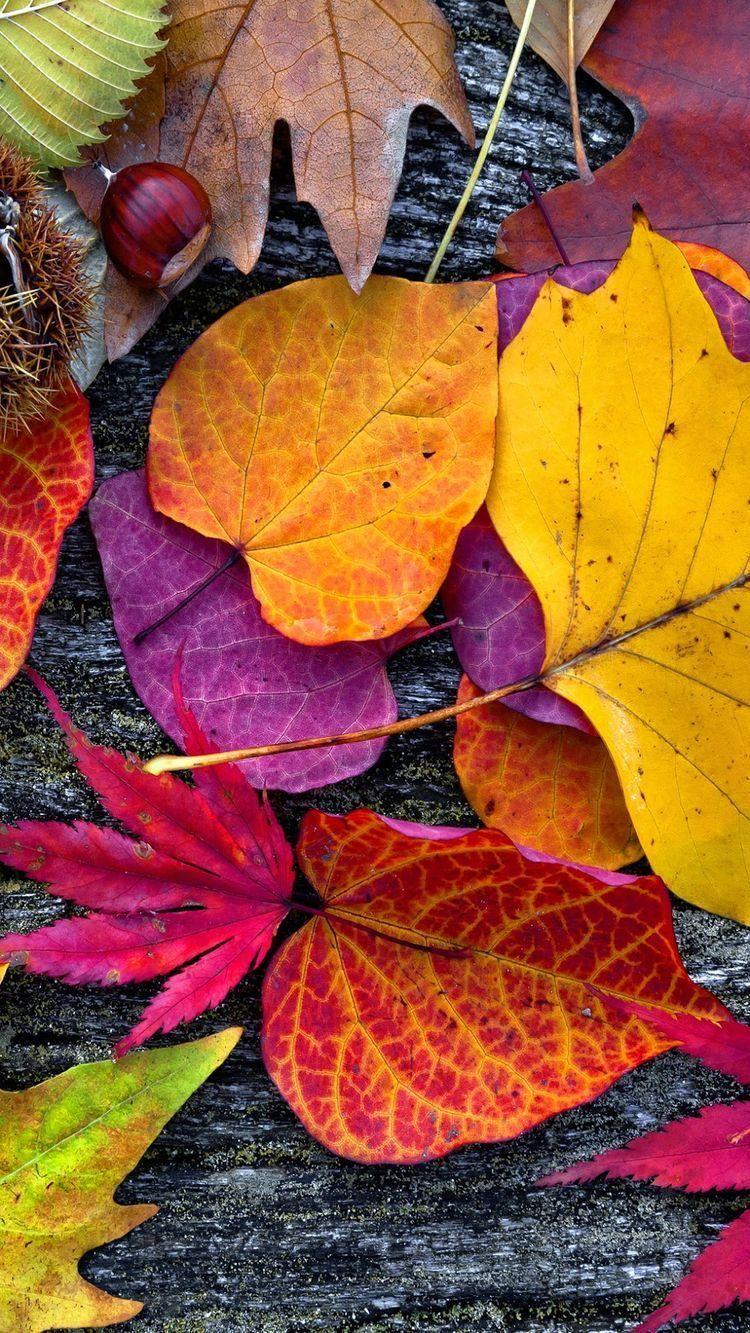 Fall Leaves iPhone Wallpapers - Top Free Fall Leaves iPhone Backgrounds ...