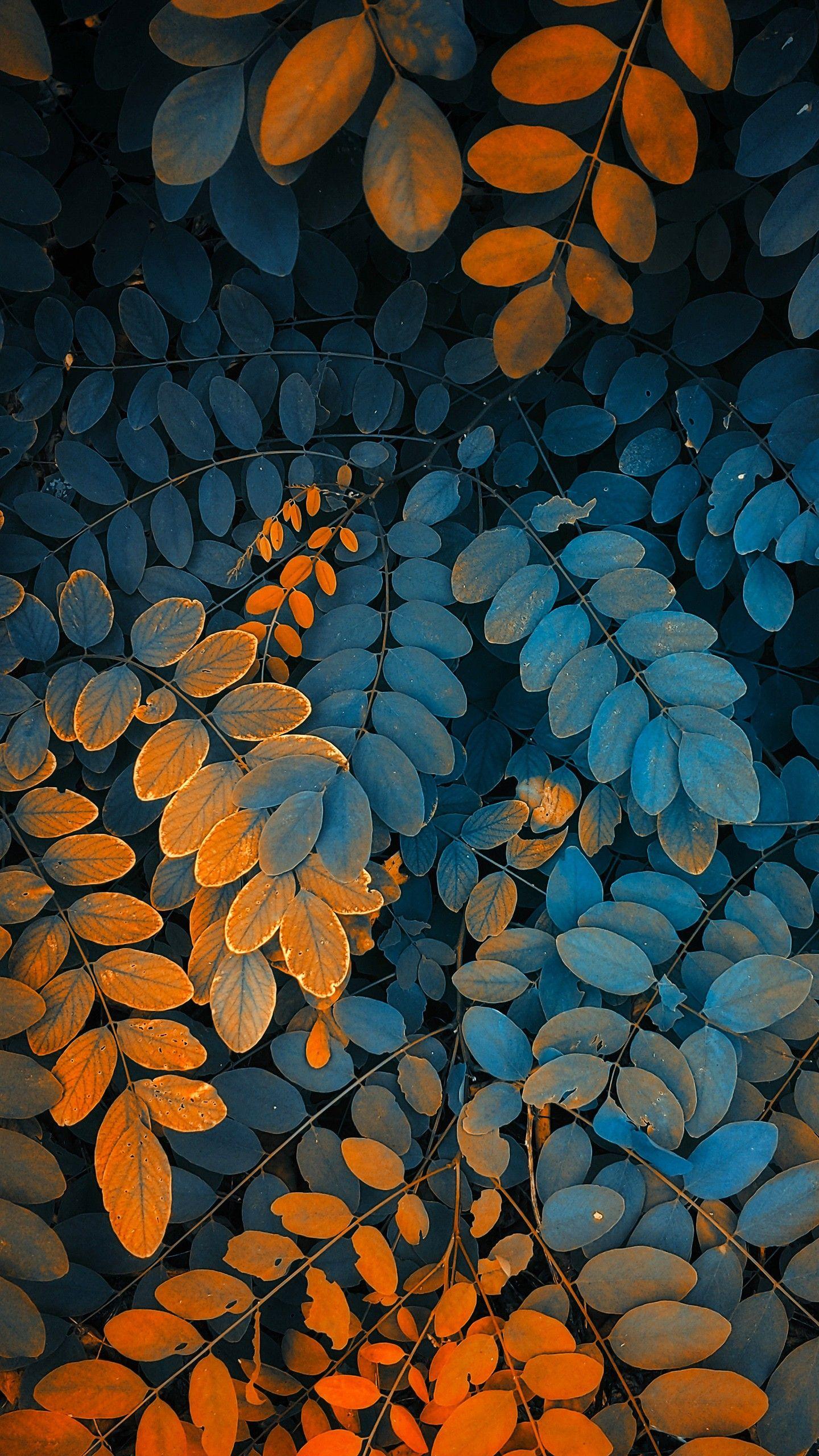 Leaf 4K Wallpapers - Top Free Leaf 4K Backgrounds - WallpaperAccess