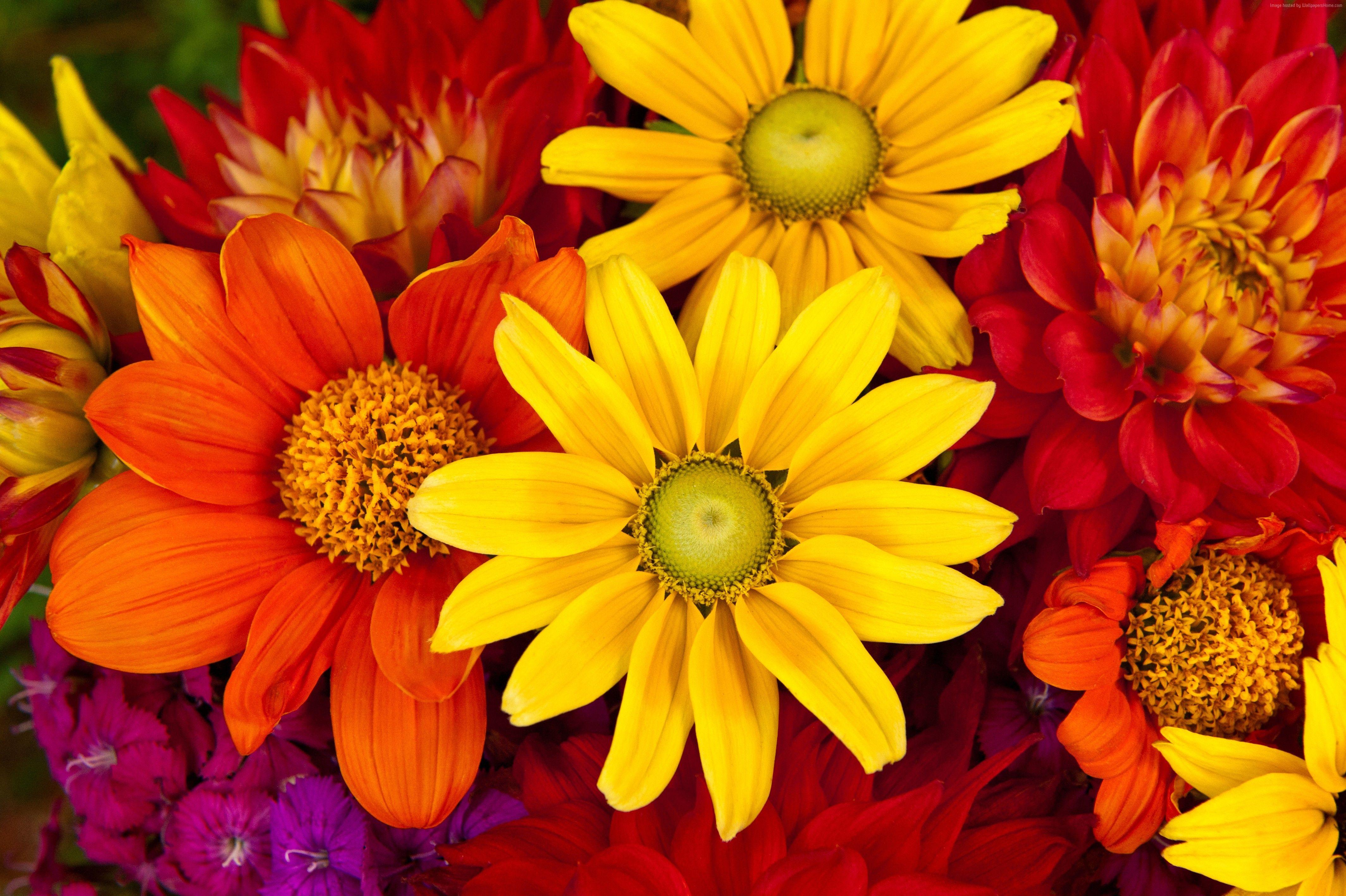 Colorful Floral Wallpapers - Top Free Colorful Floral Backgrounds ...