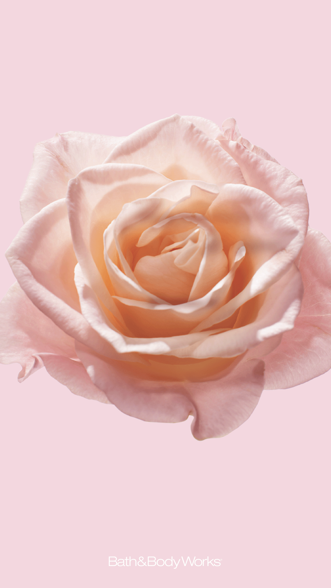 Blush Floral Wallpapers - Top Free Blush Floral Backgrounds ...