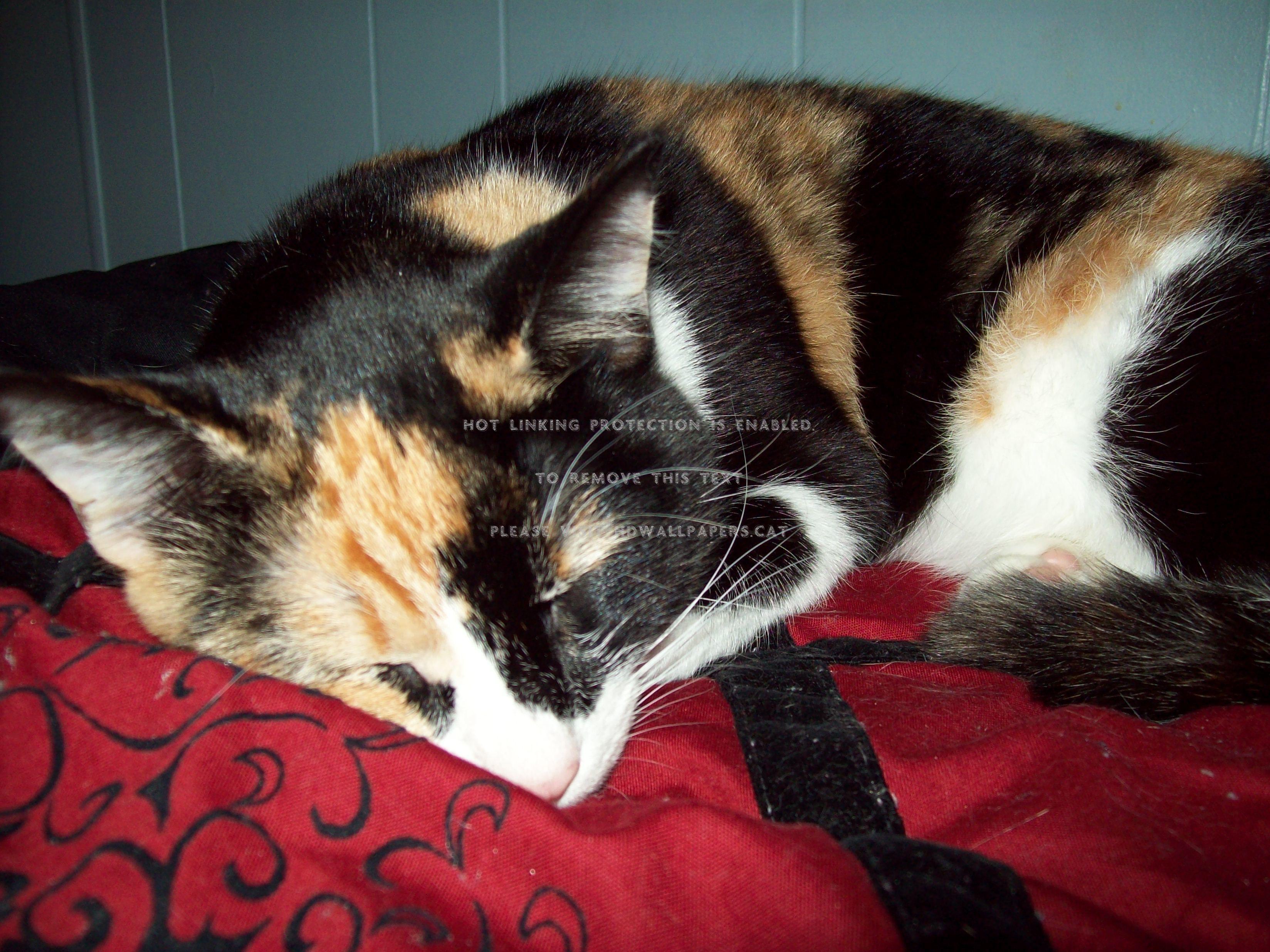 Taco Cat Wallpapers - Top Free Taco Cat Backgrounds - WallpaperAccess