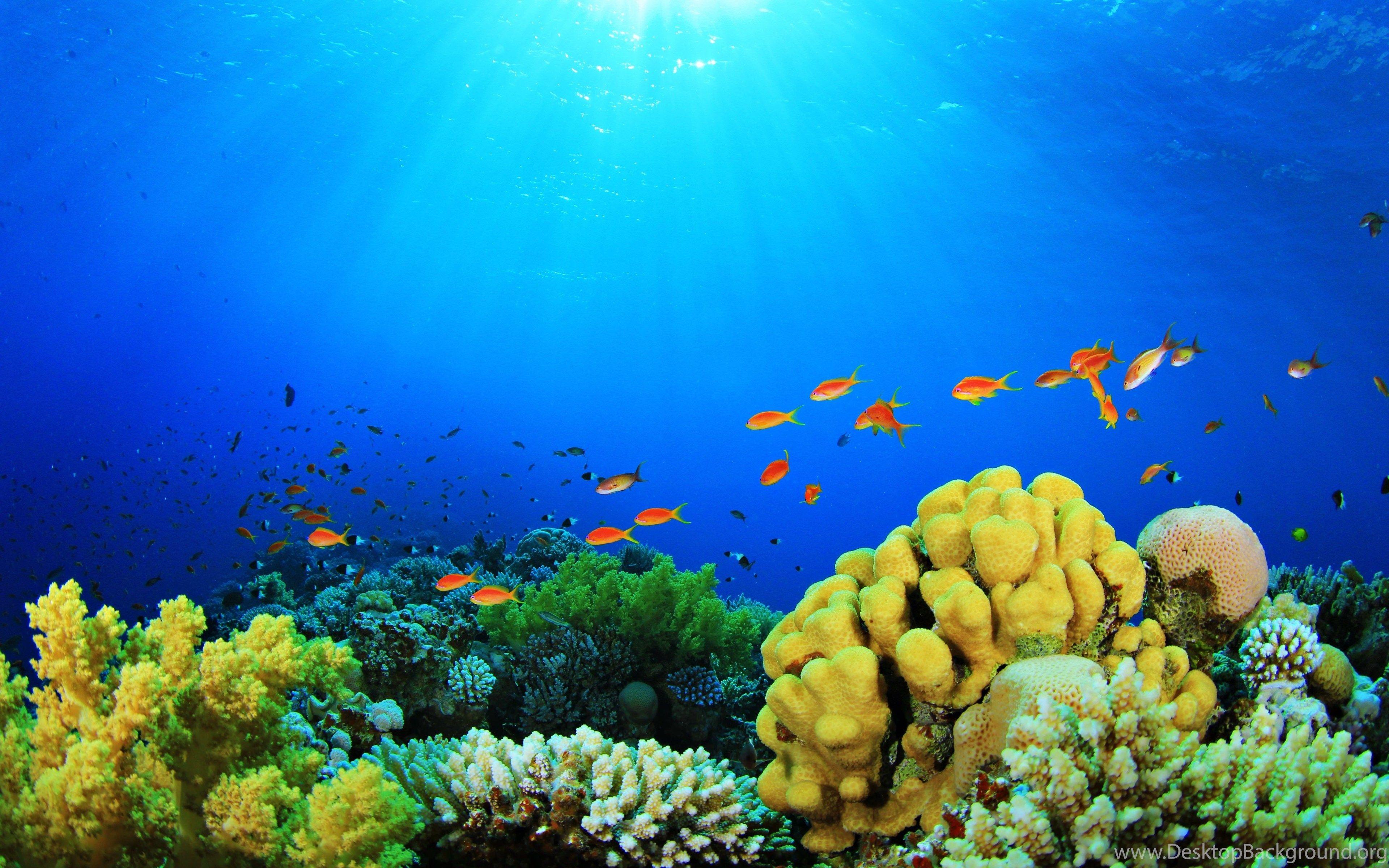 Fish Aquarium Wallpapers - Top Free Fish Aquarium Backgrounds ...