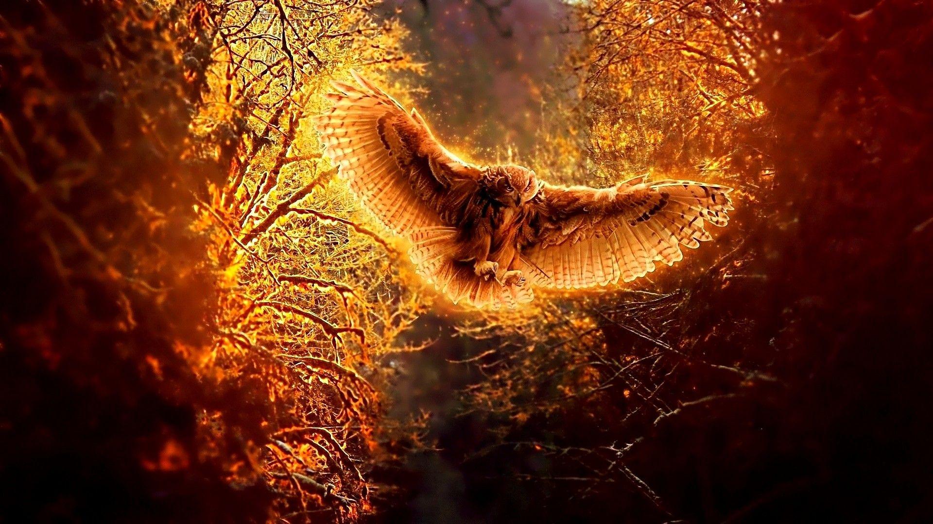Fire Owl Wallpapers - Top Free Fire Owl Backgrounds - WallpaperAccess