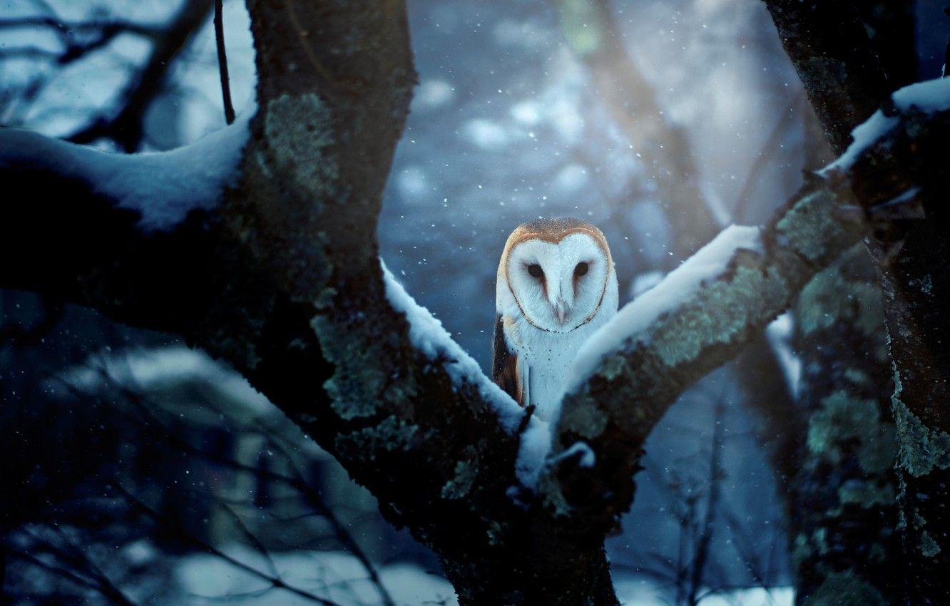 Blue Owl Wallpapers - Top Free Blue Owl Backgrounds - WallpaperAccess