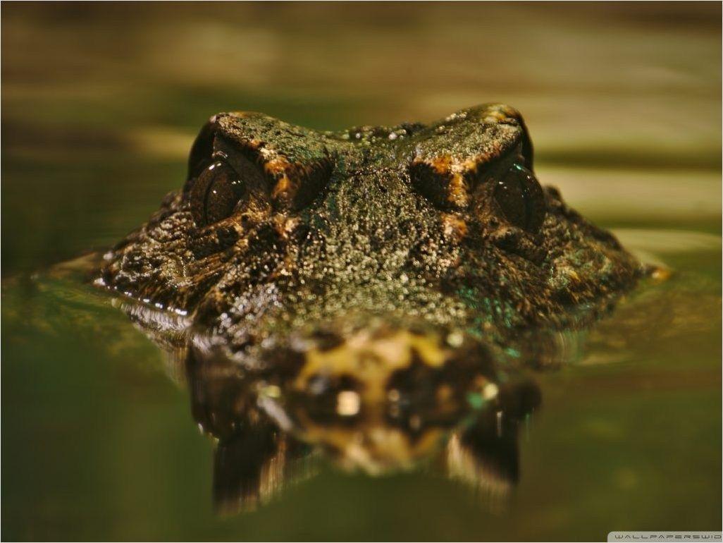 Crocodile iPhone Wallpapers - Top Free Crocodile iPhone Backgrounds ...