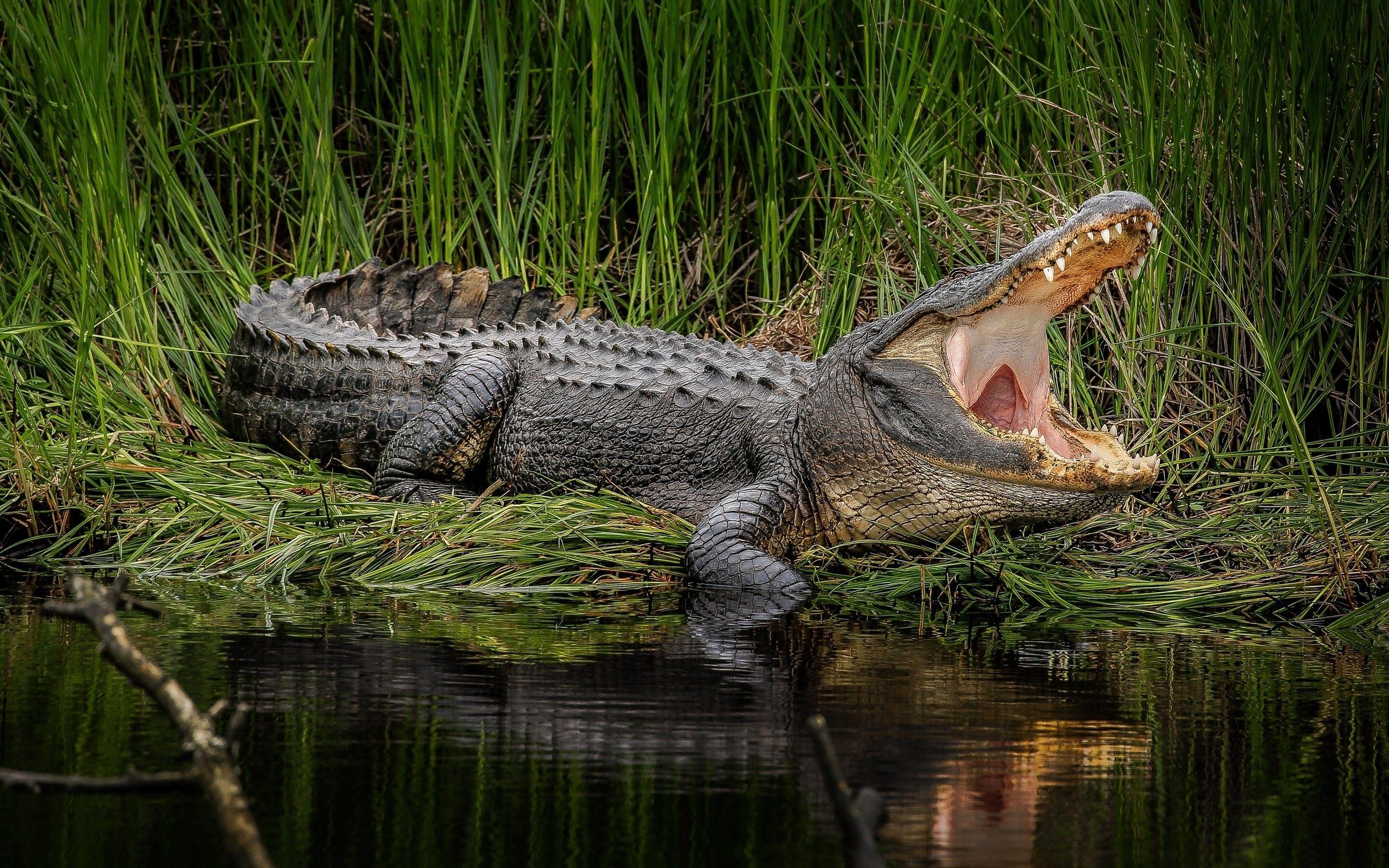 Crocodile iPhone Wallpapers - Top Free Crocodile iPhone Backgrounds ...