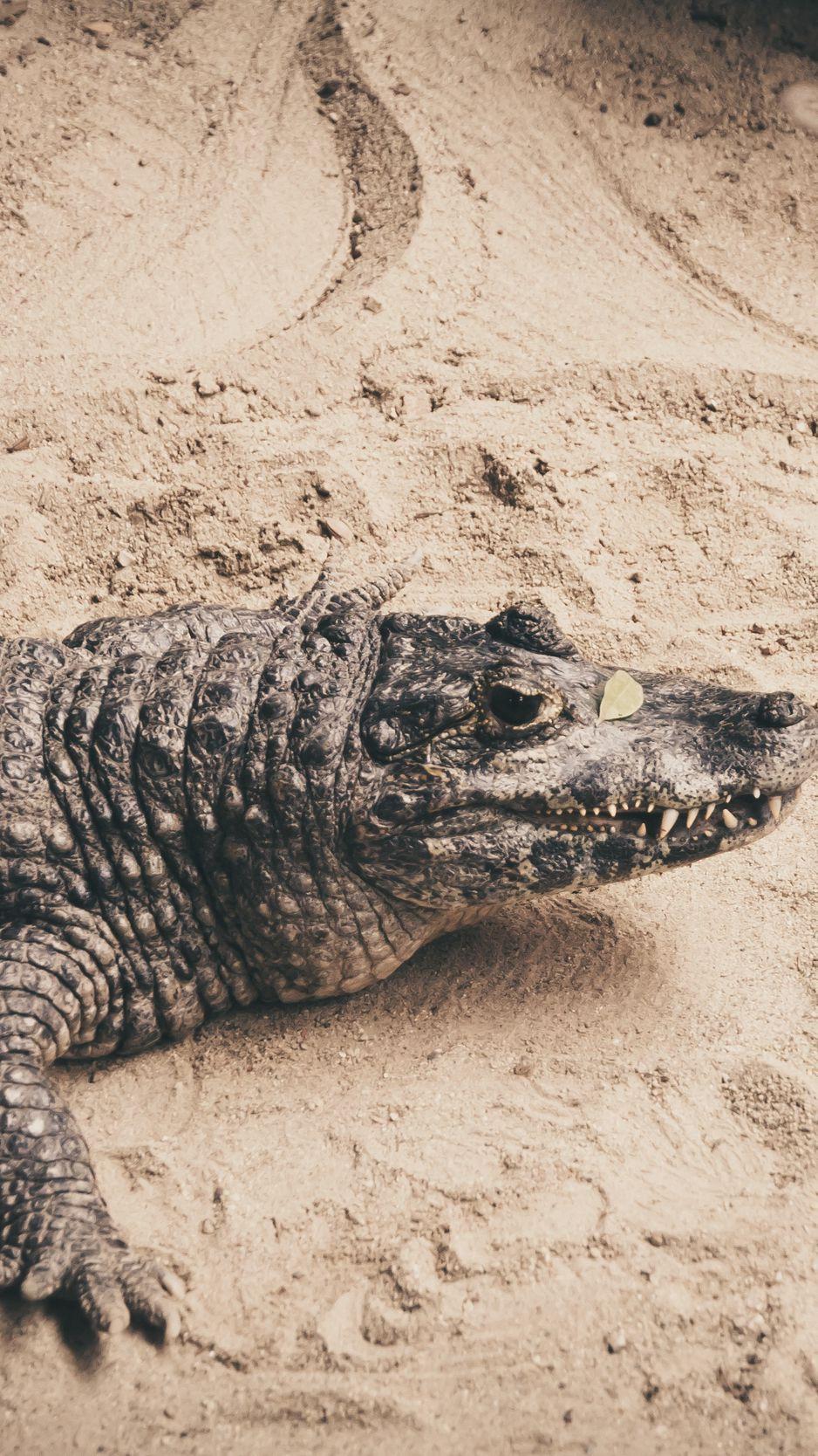 Crocodile iPhone Wallpapers - Top Free Crocodile iPhone Backgrounds ...