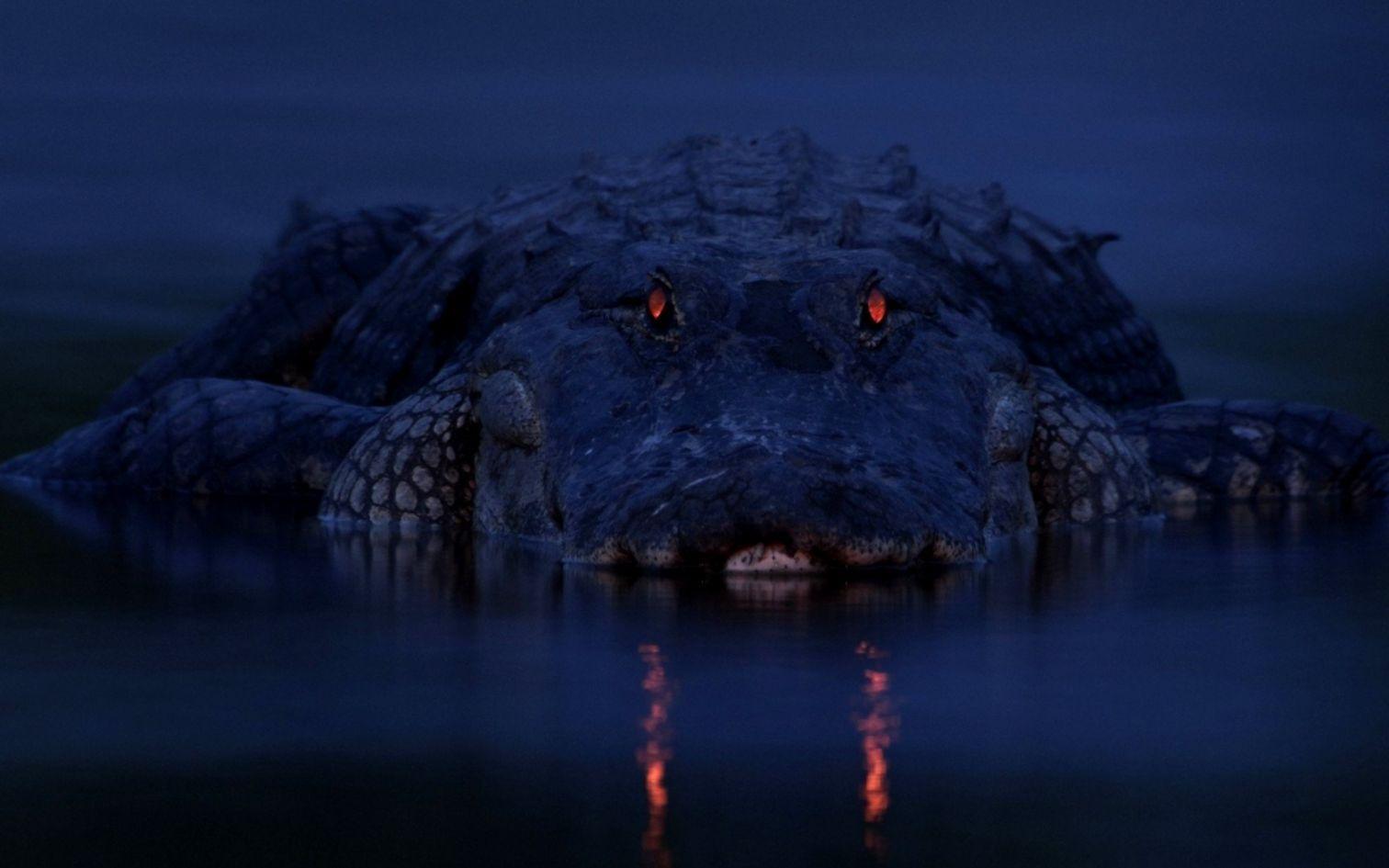 Crocodile iPhone Wallpapers - Top Free Crocodile iPhone Backgrounds ...