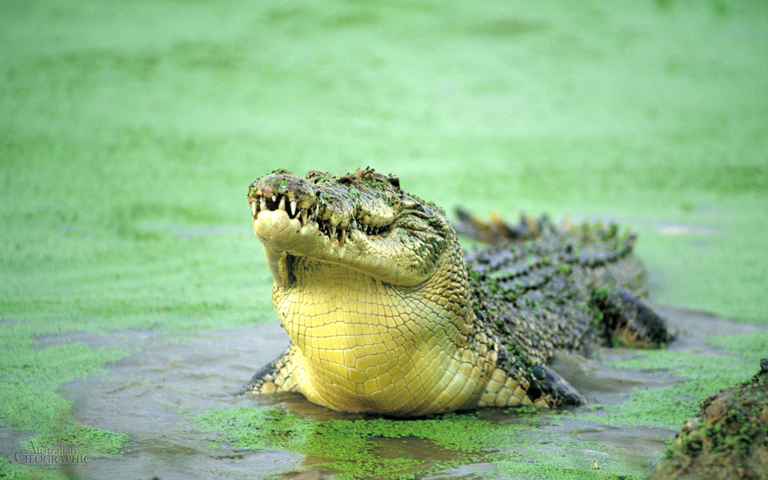 Crocodile iPhone Wallpapers - Top Free Crocodile iPhone Backgrounds ...