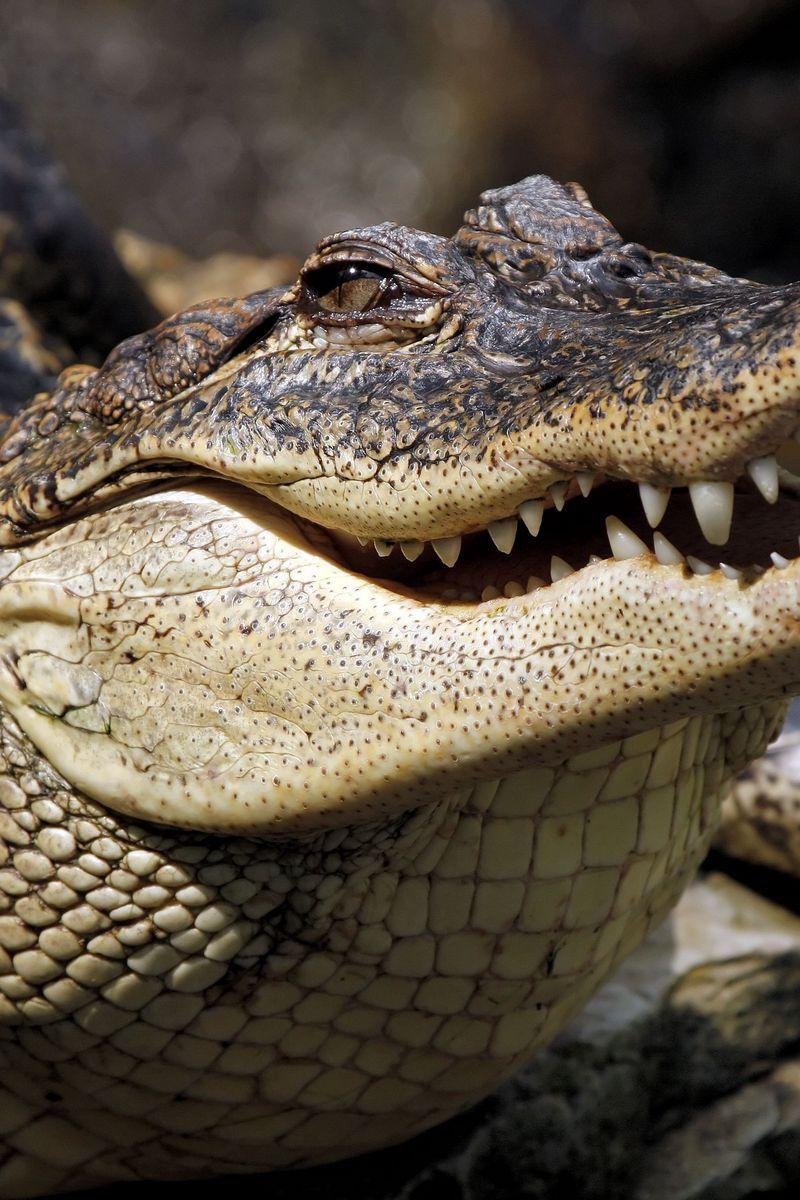 Crocodile iPhone Wallpapers - Top Free Crocodile iPhone Backgrounds ...