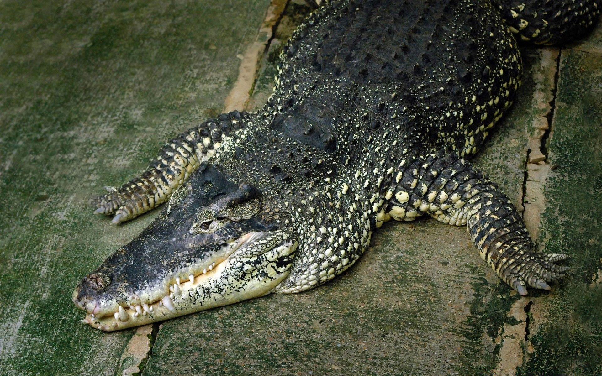 Crocodile iPhone Wallpapers - Top Free Crocodile iPhone Backgrounds ...