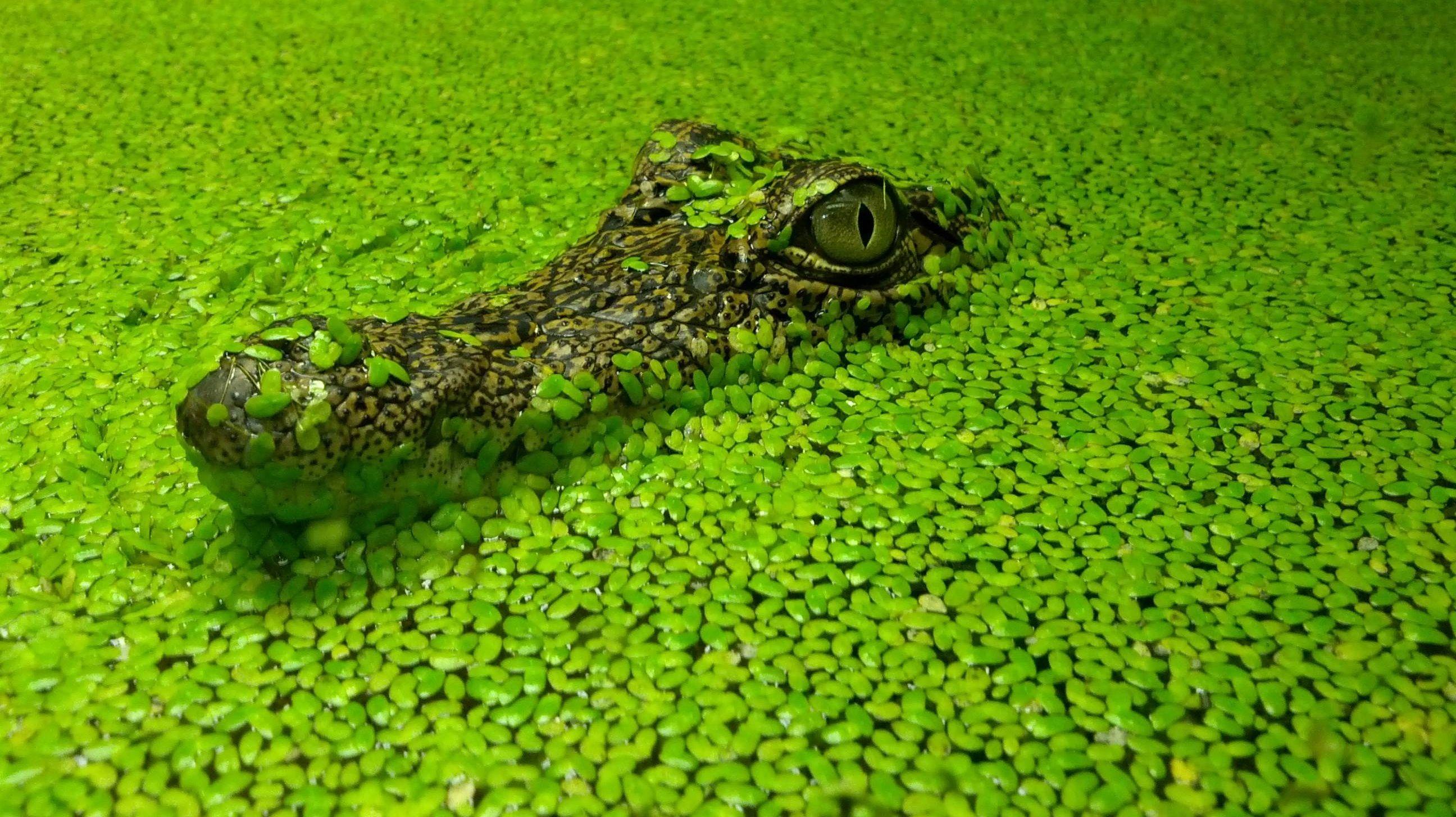 Crocodile iPhone Wallpapers - Top Free Crocodile iPhone Backgrounds ...