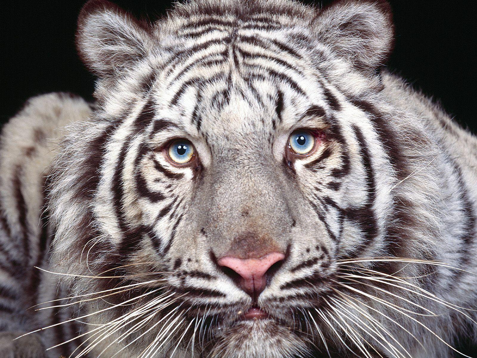 Animal Eyes Wallpapers - Top Free Animal Eyes Backgrounds - WallpaperAccess