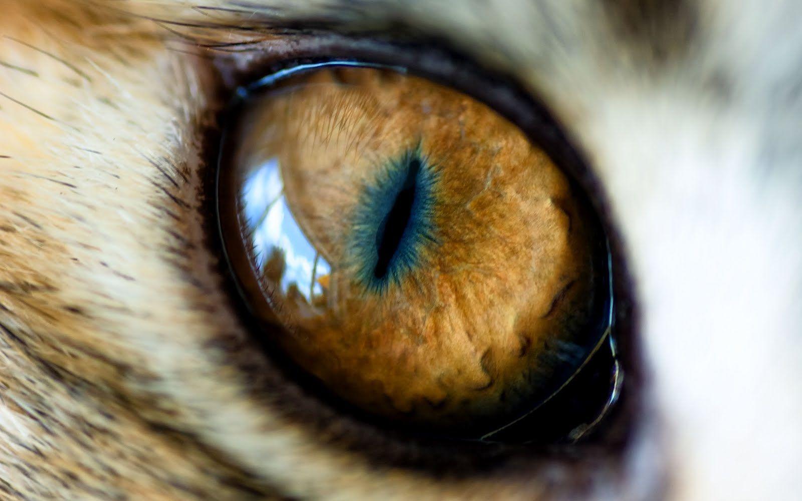 Animal Eyes Wallpapers - Top Free Animal Eyes Backgrounds - WallpaperAccess