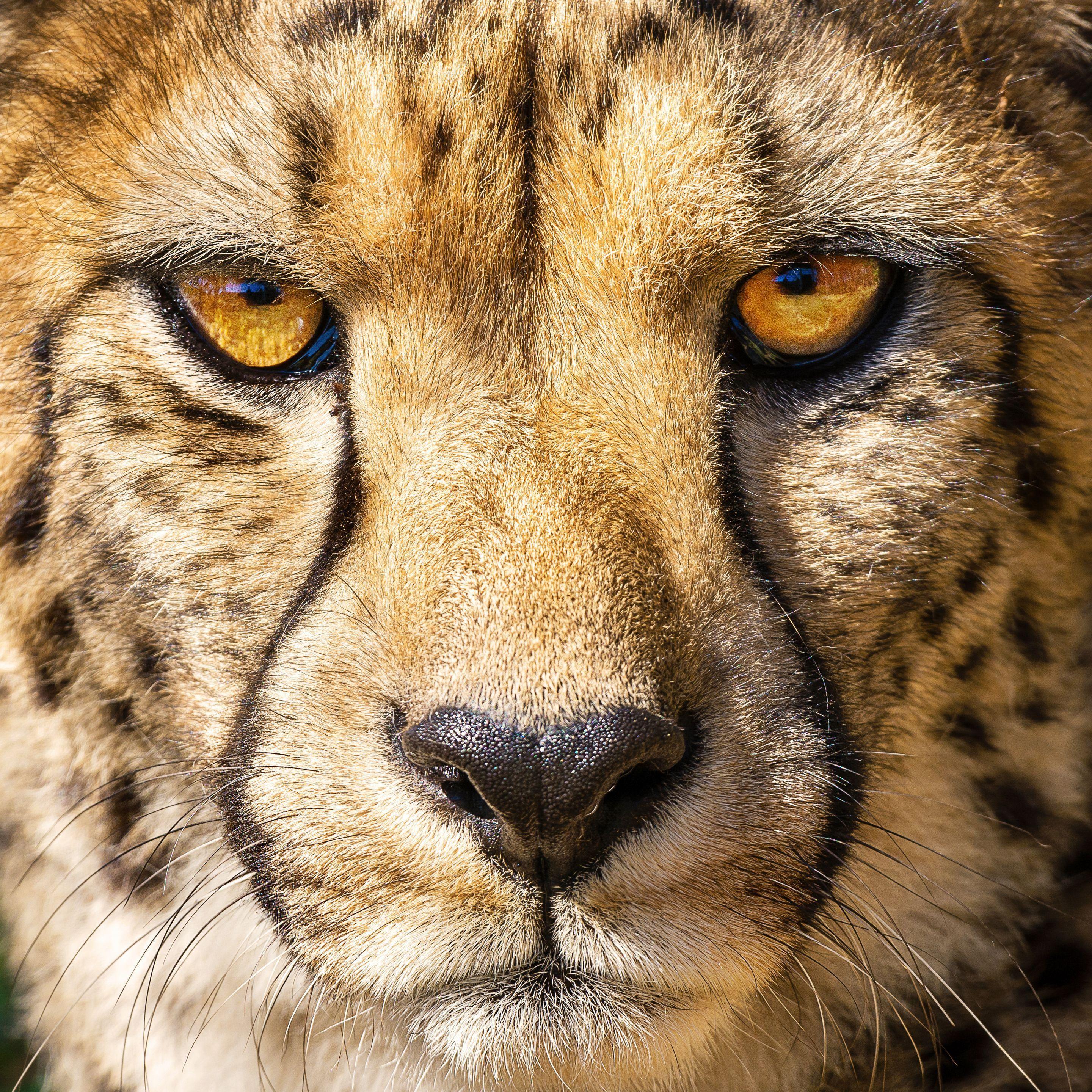 Animal Eyes Wallpapers - Top Free Animal Eyes Backgrounds - WallpaperAccess