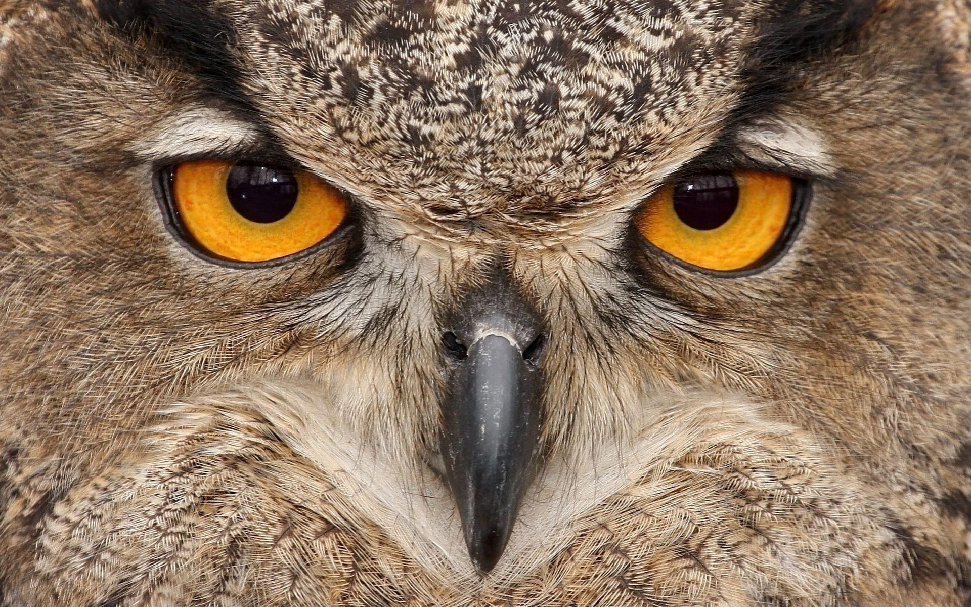 Animal Eyes Wallpapers - Top Free Animal Eyes Backgrounds - WallpaperAccess