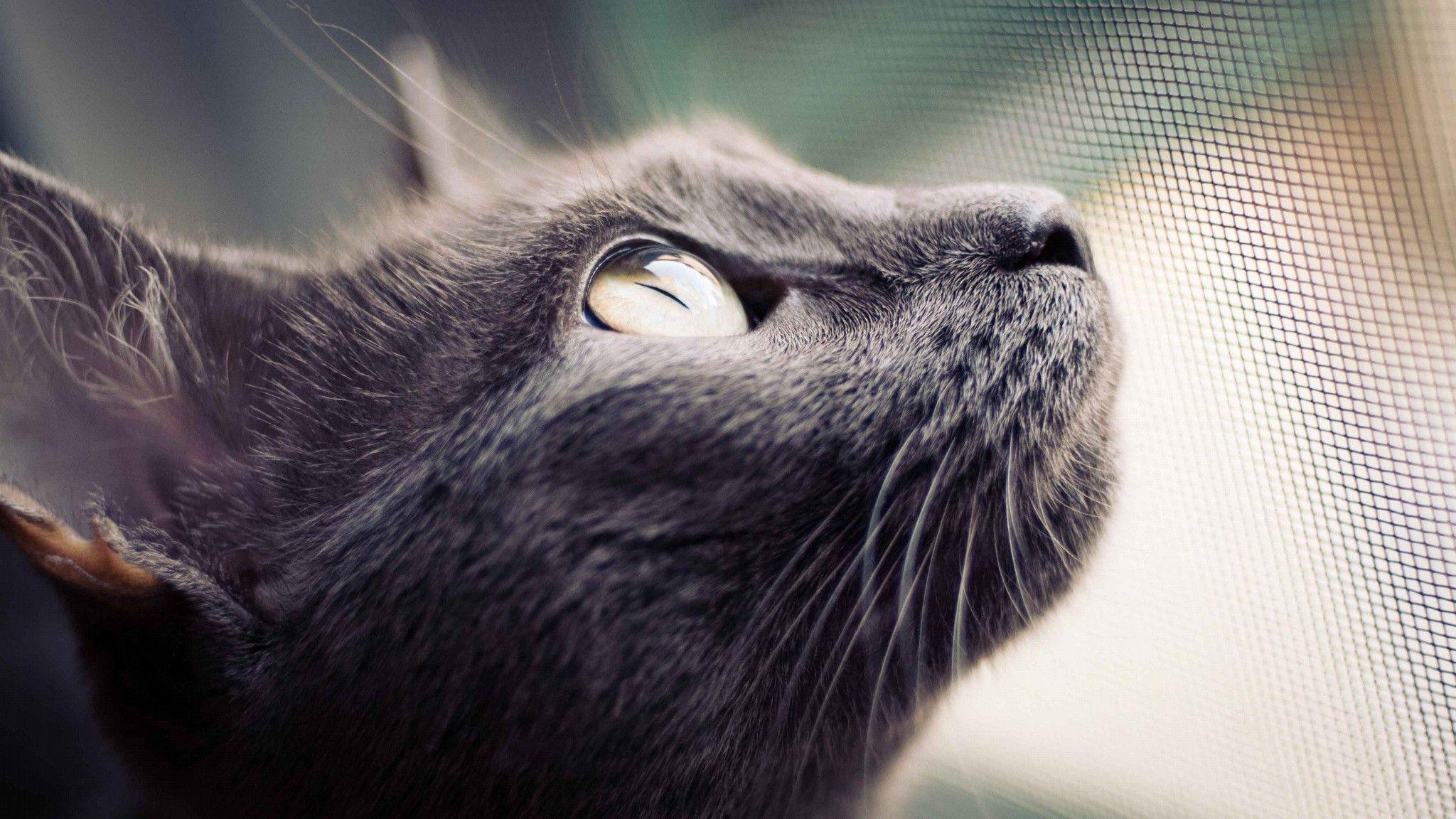 Animal Eyes Wallpapers - Top Free Animal Eyes Backgrounds - WallpaperAccess
