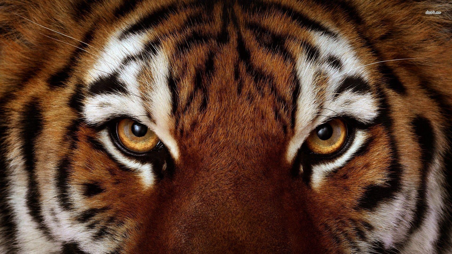 Animal Eyes Wallpapers - Top Free Animal Eyes Backgrounds - WallpaperAccess
