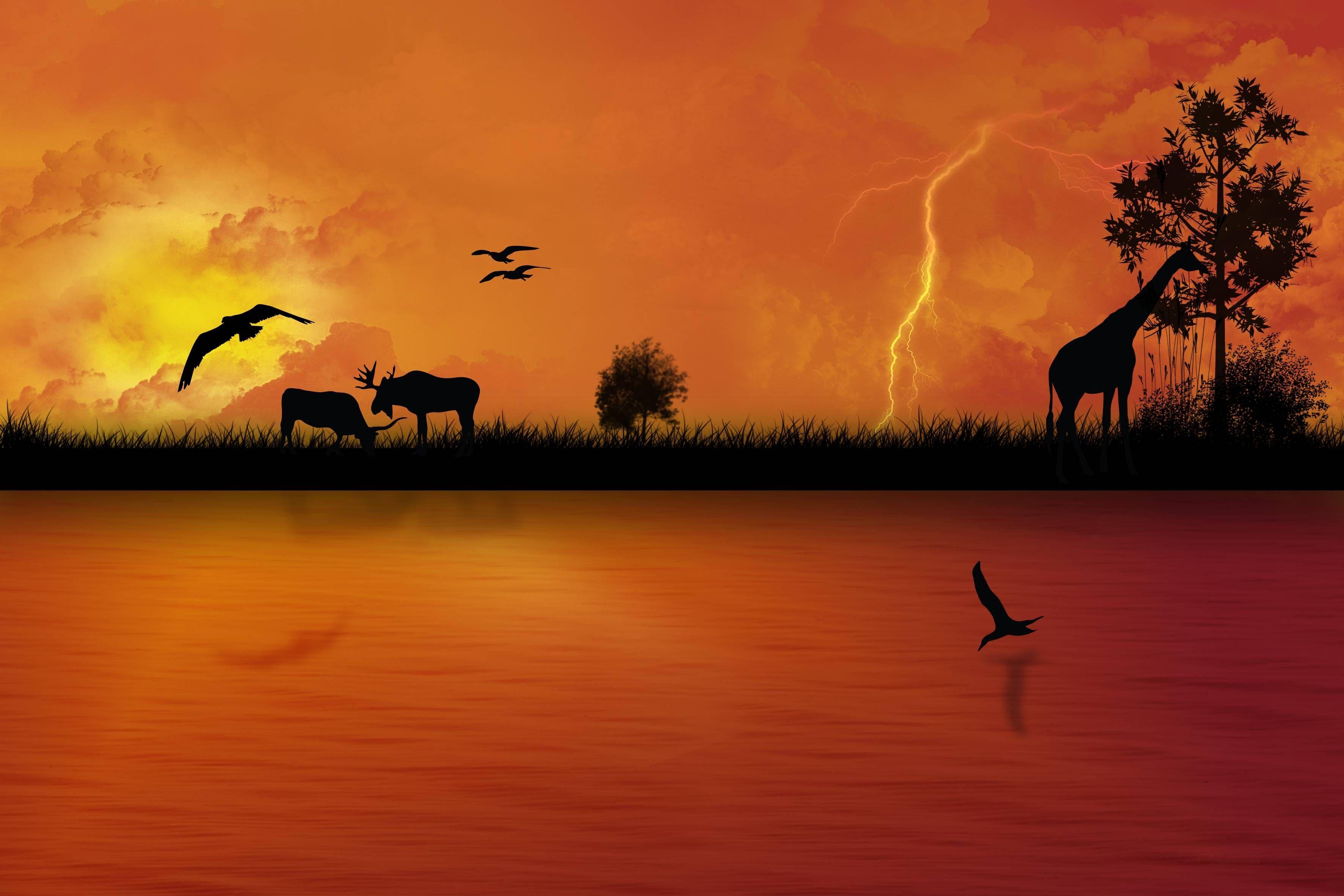 Animal Sunset Wallpapers - Top Free Animal Sunset Backgrounds ...