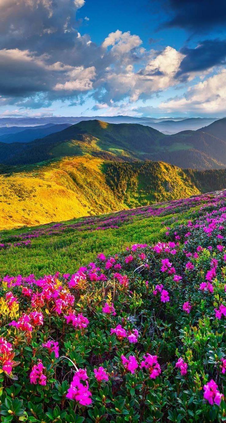 Flower Mountain Wallpapers - Top Free Flower Mountain Backgrounds ...