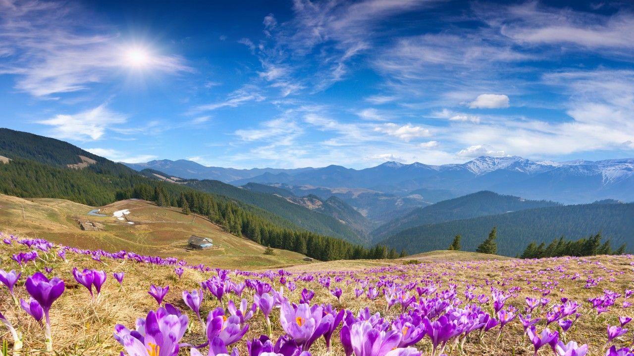 Flower Mountain Wallpapers - Top Free Flower Mountain Backgrounds ...