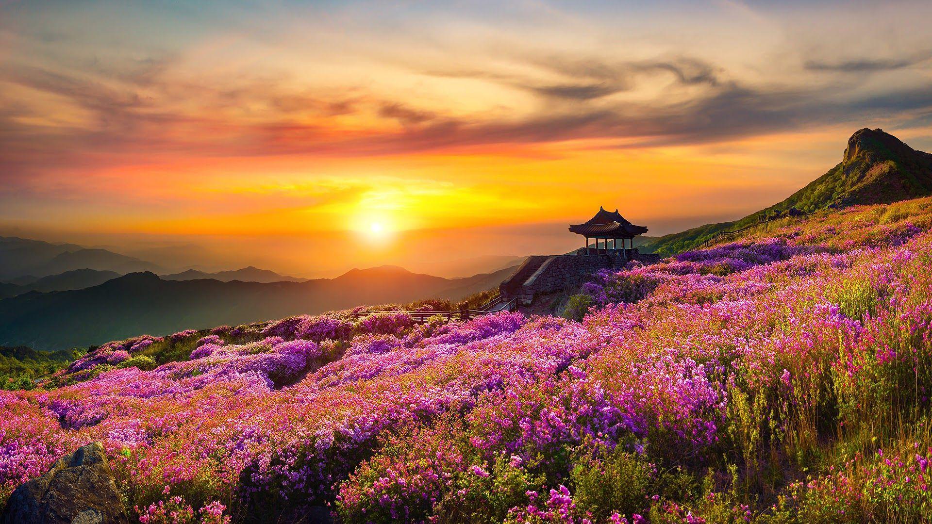 Flower Mountain Wallpapers - Top Free Flower Mountain Backgrounds ...