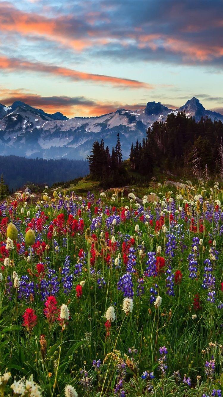 Flower Mountain Wallpapers - Top Free Flower Mountain Backgrounds ...